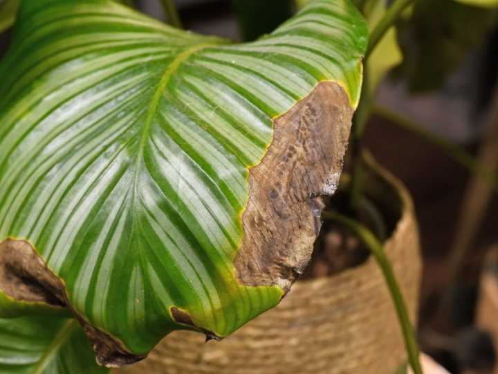 Cinco razones por las que se secan las puntas de las hojas de plantas ...