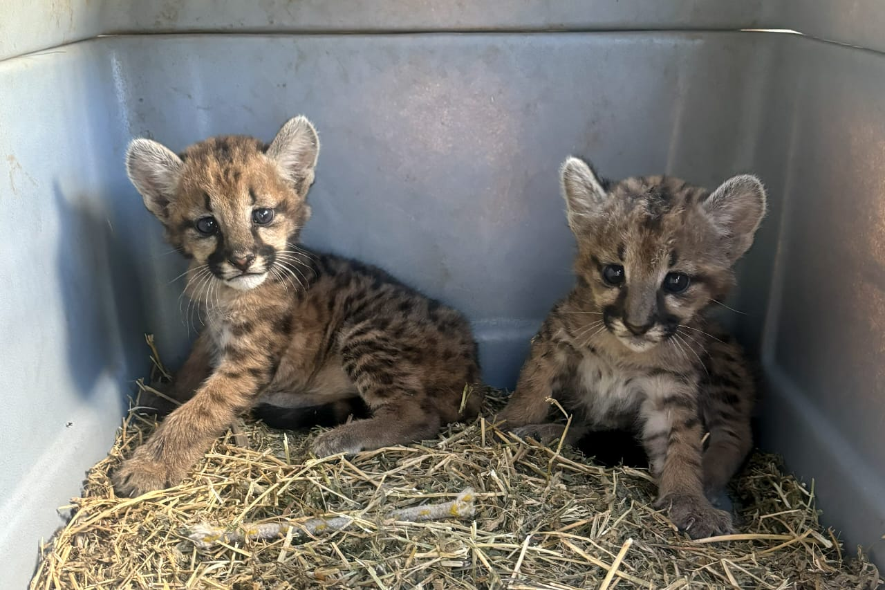 Dos cachorros de puma fueron rescatados y trasladados al Parque de la ...