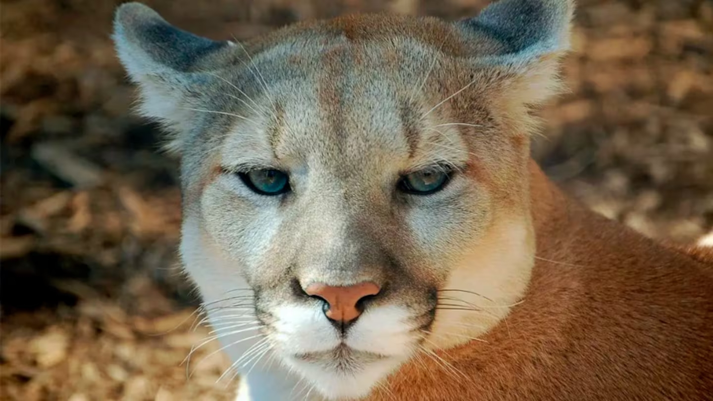 ¿Fin del misterio?, el supuesto puma suelto en Córdoba en realidad ...