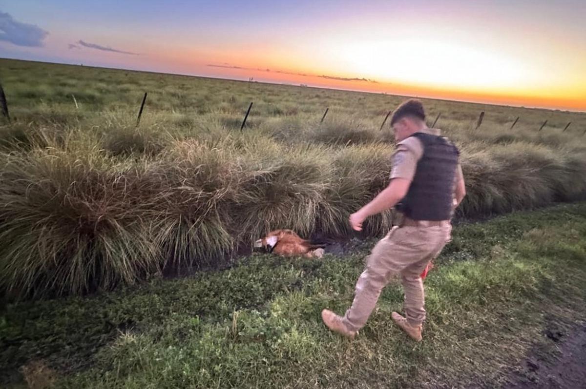 Rescataron a un aguará guazú desnutrido en un camino rural de Córdoba ...